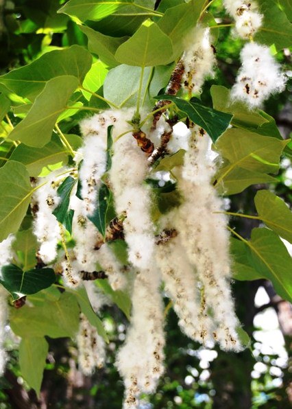 Cottonwood: Winter Wild-Harvesting | Urban Farm