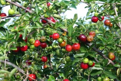 34: Jake Mace on the Best Fruit Trees in Warm Climates - The Urban Farm