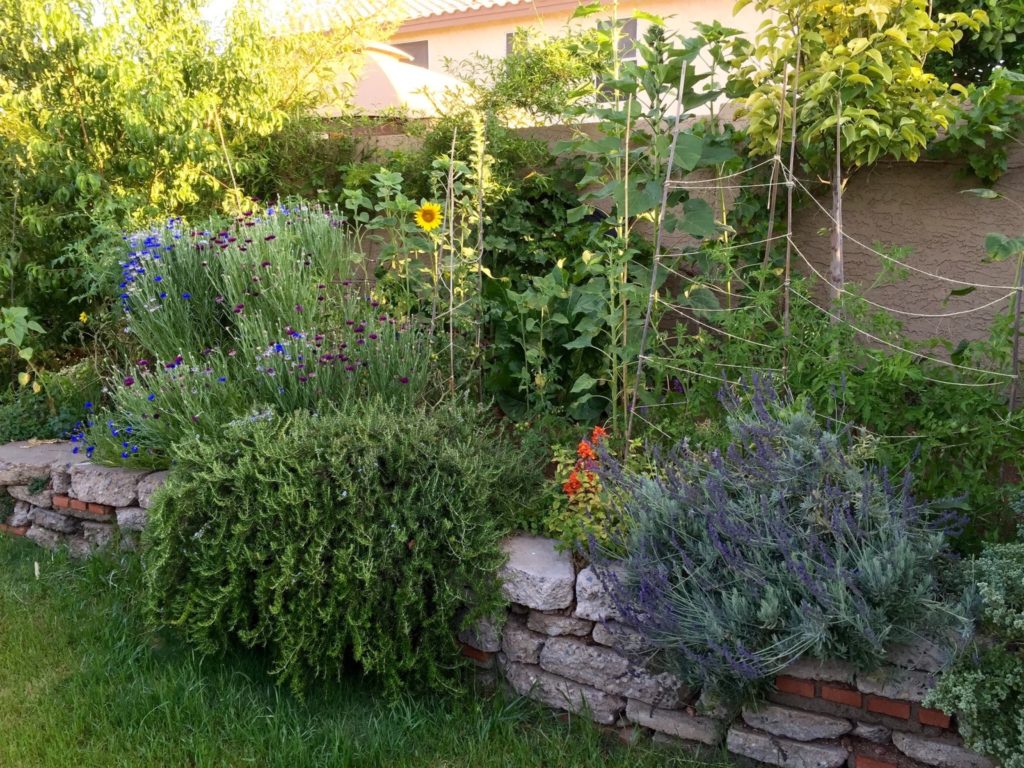 Garden Chat "Planting for the Bugs" - The Urban Farm