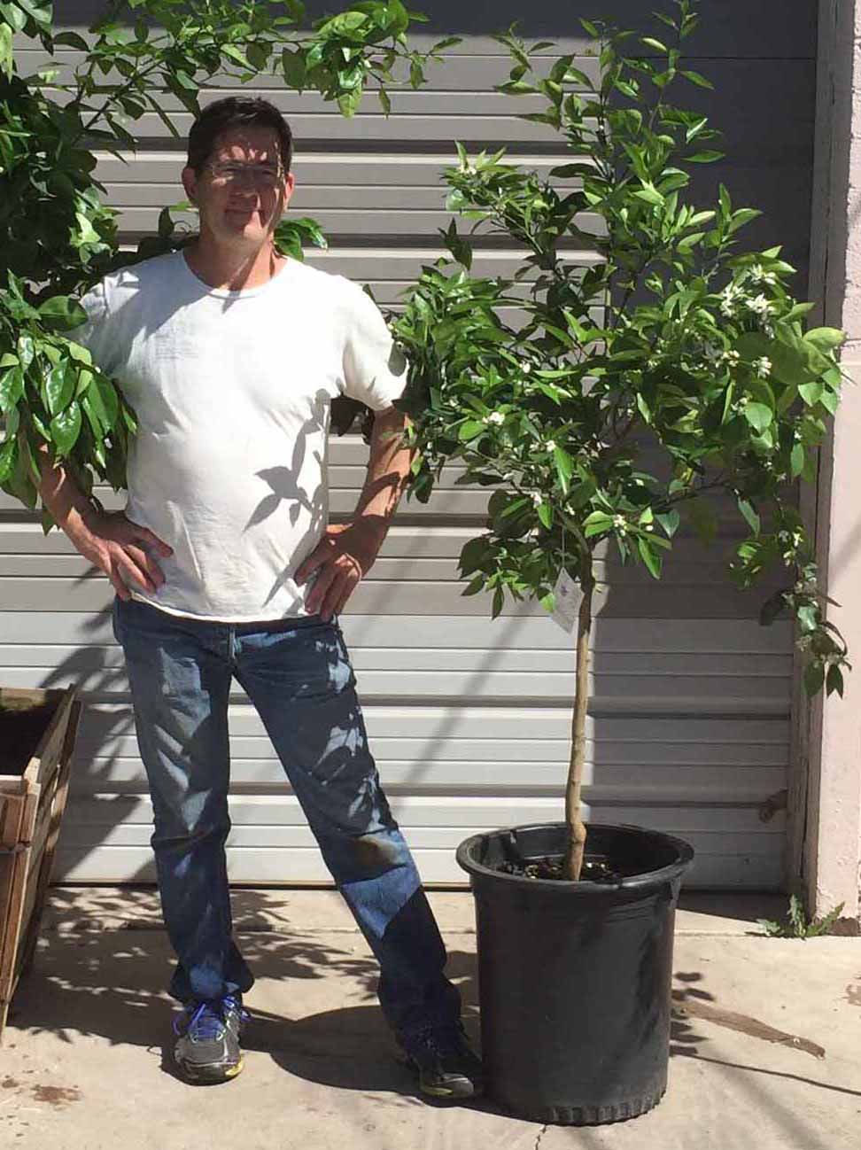 Are you Overpaying for Fruit Trees? - The Urban Farm